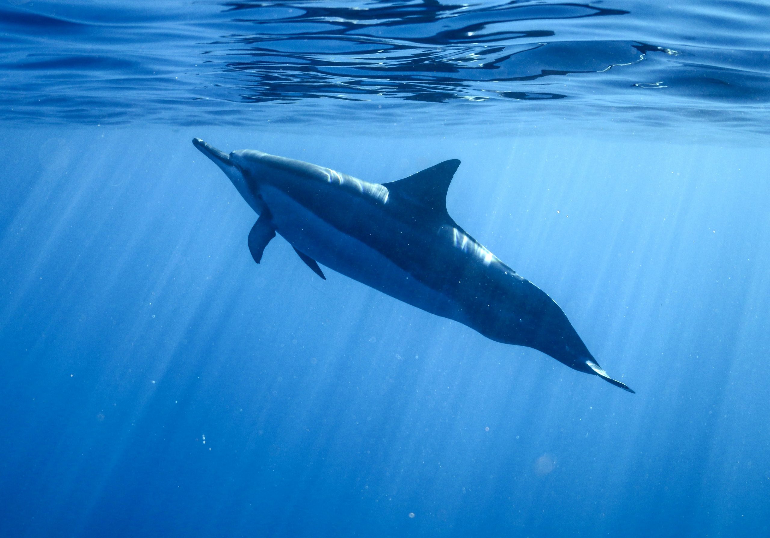 Amazing Blue Whales - Ocean Mammal Institute