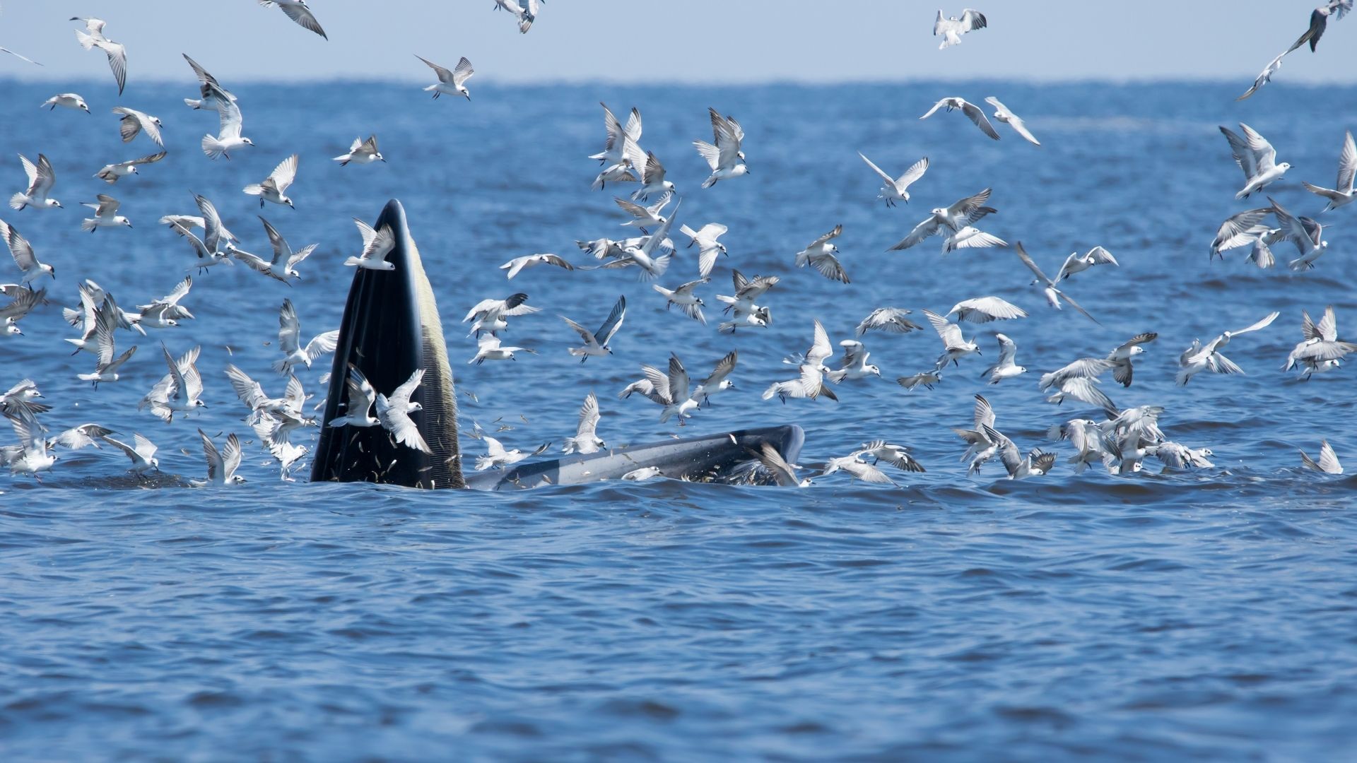 OMI Completes a Five Year Experimental Vessel Impact Study on Humpback ...