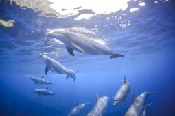 Listen to the Songs of the Humpback Whale - Ocean Mammal Institute